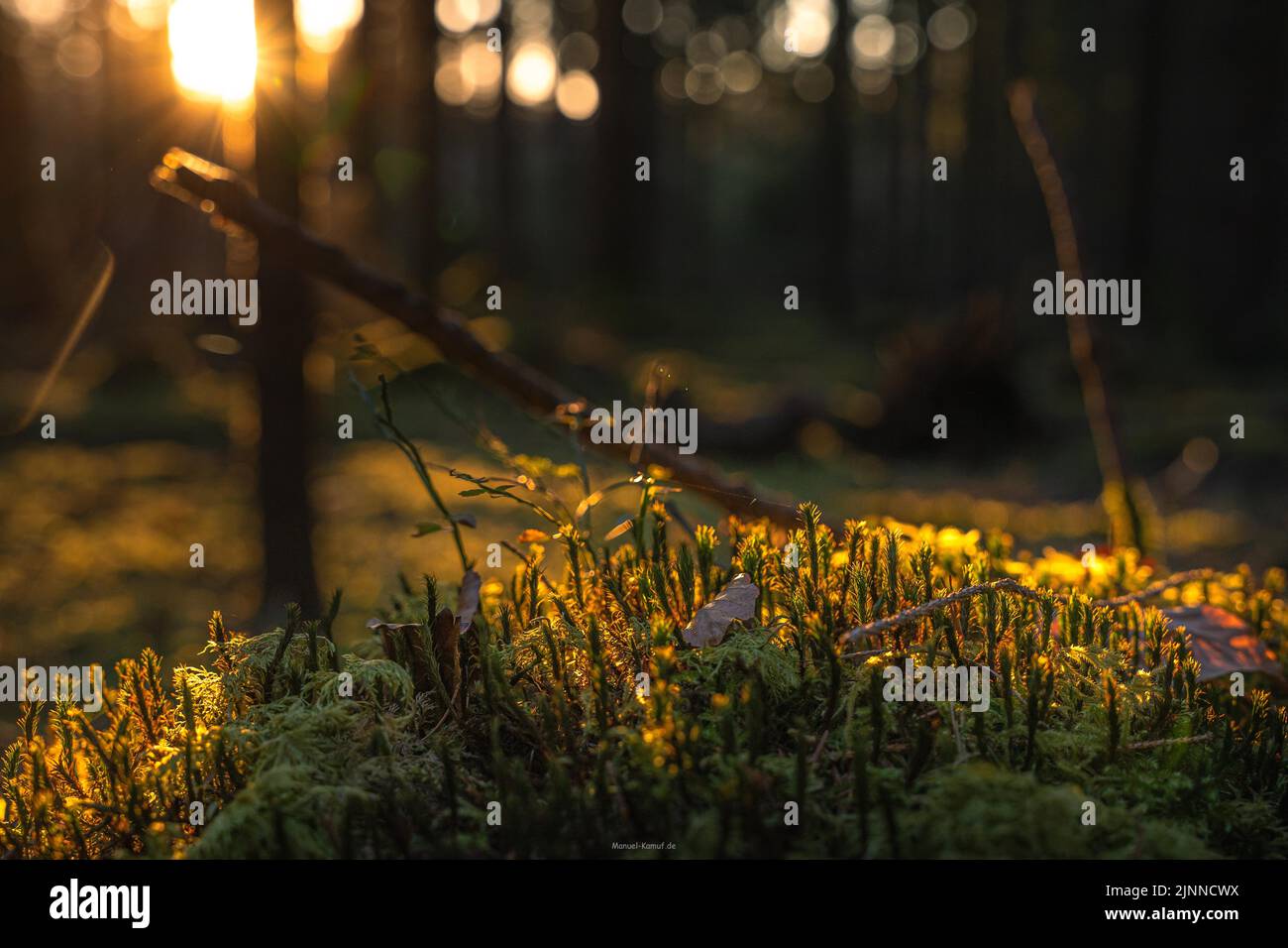 Deep photograph of moss in the evening sun in the Black Forest ...