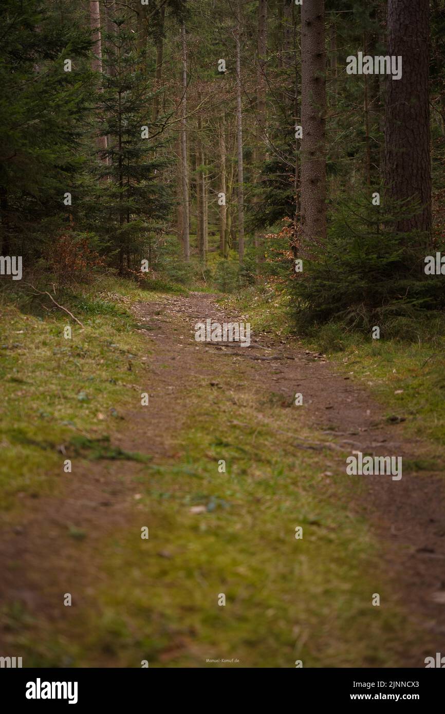 Gloomy mood on a narrow path in the Black Forest, Unterhaugstett ...