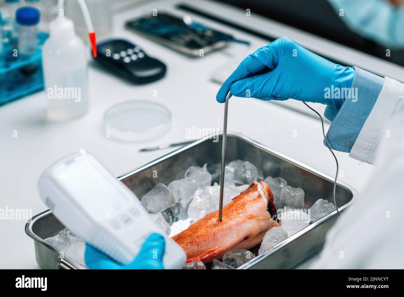 Quality control inspector testing fish Stock Photo - Alamy