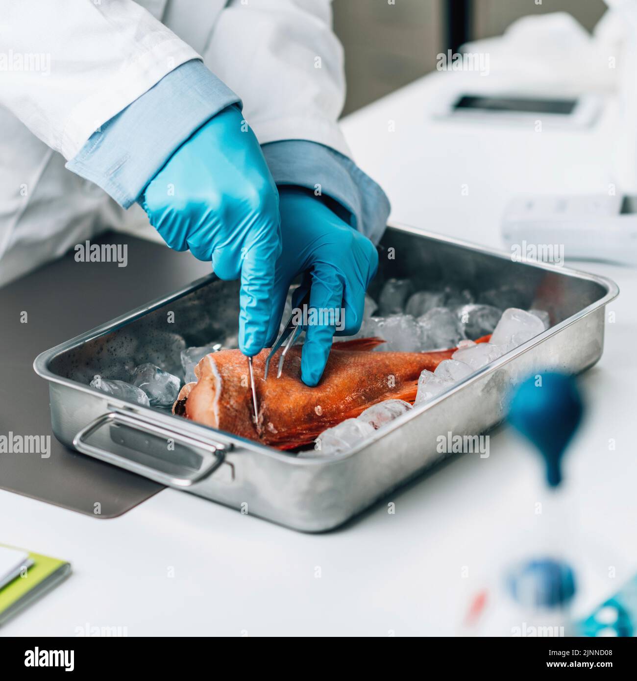 Quality control inspector taking fish sample Stock Photo - Alamy
