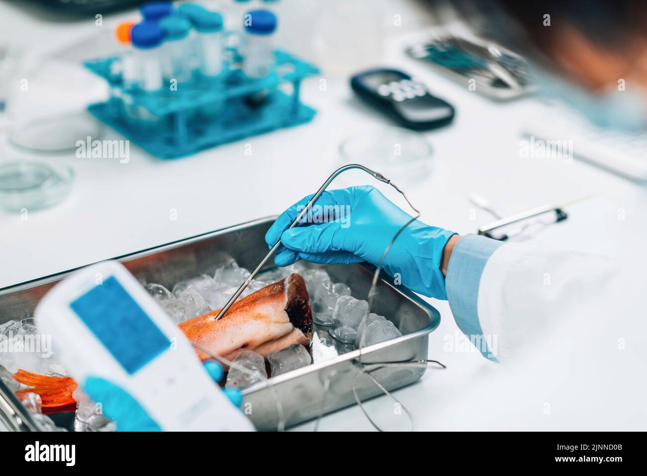 Quality control inspector testing fish Stock Photo - Alamy