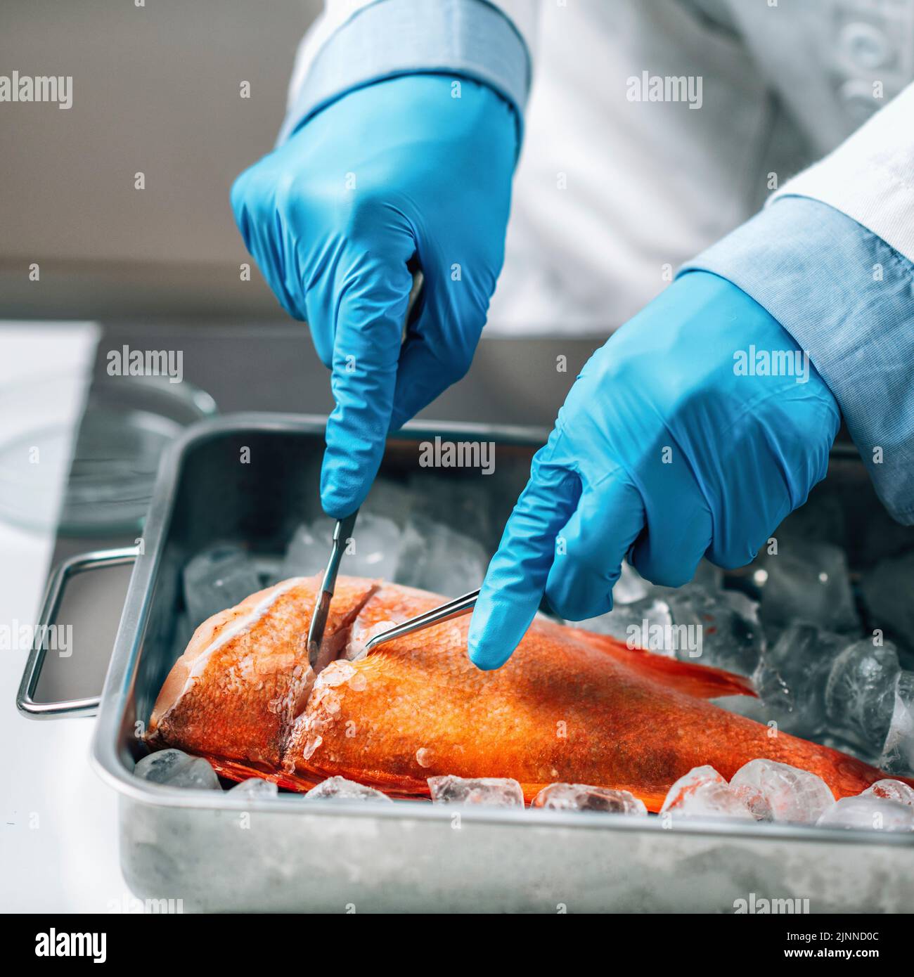 Quality control inspector taking fish sample Stock Photo - Alamy