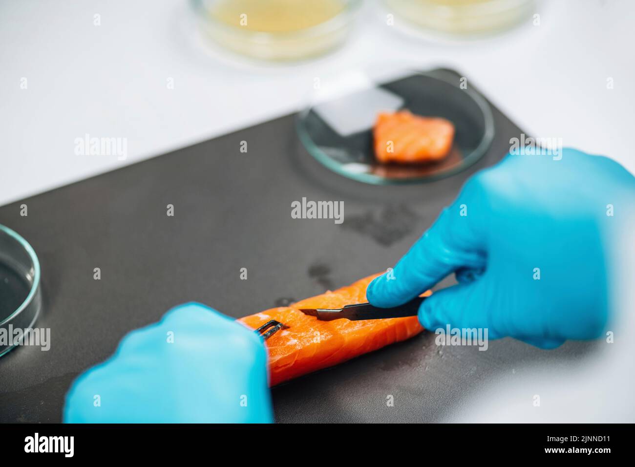 Quality control inspector taking fish sample Stock Photo - Alamy