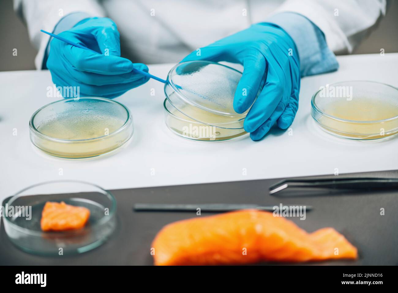 Quality control inspector testing fish sample Stock Photo - Alamy