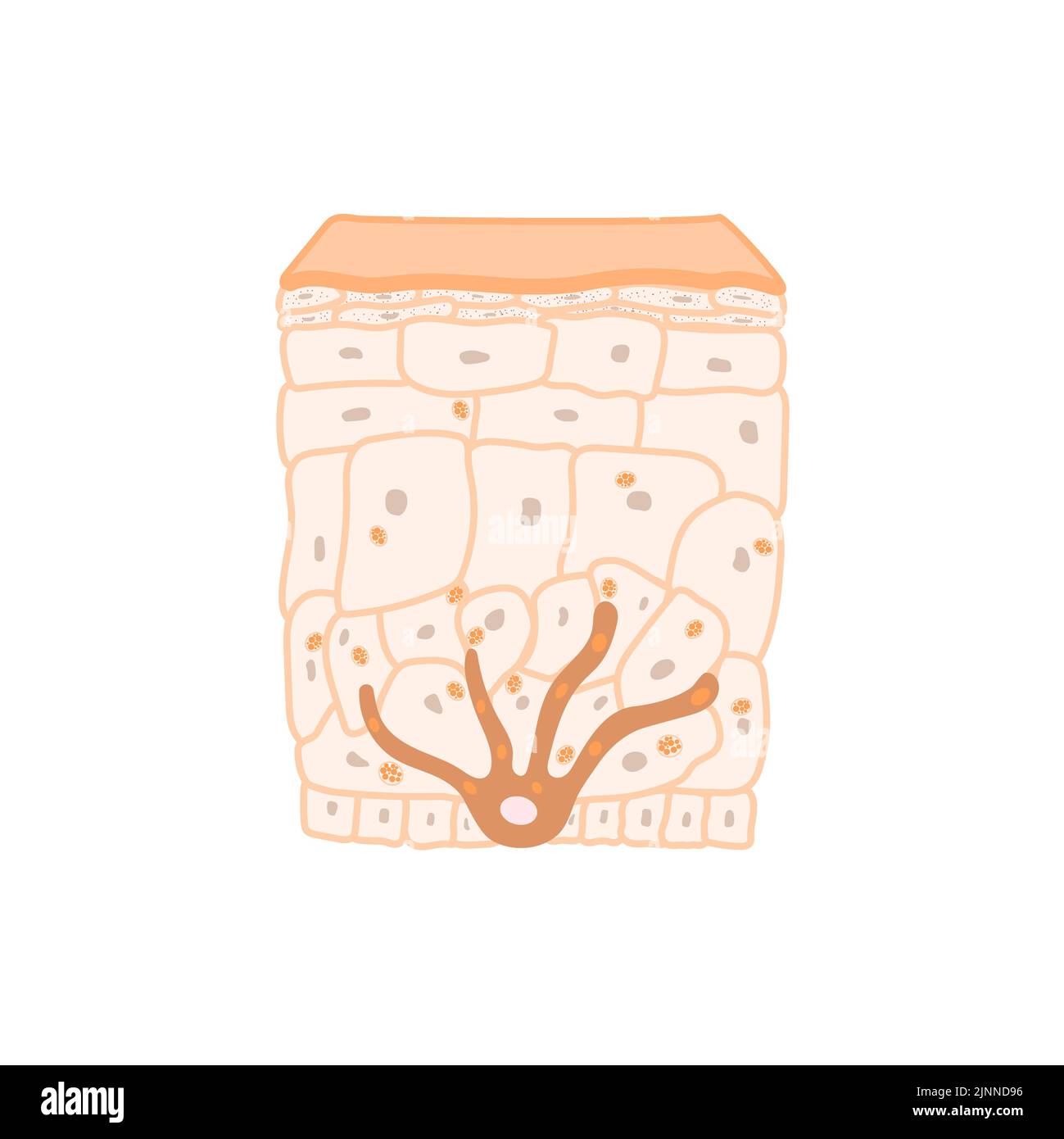 Skin hispanic Cut Out Stock Images & Pictures - Alamy