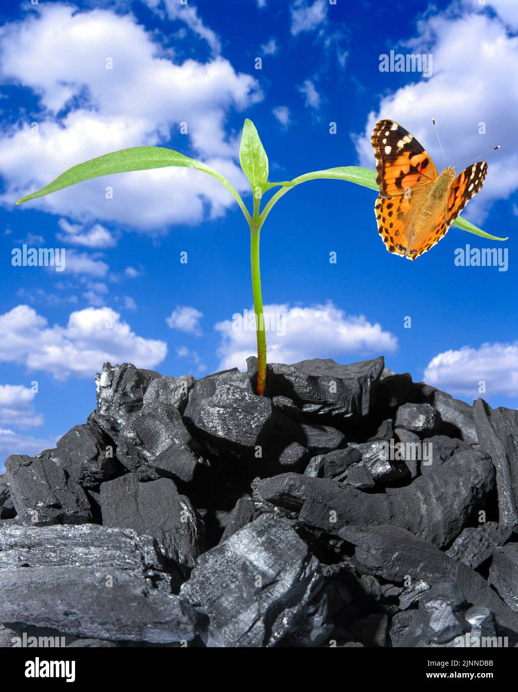 Biochar agricultural hi-res stock photography and images - Alamy