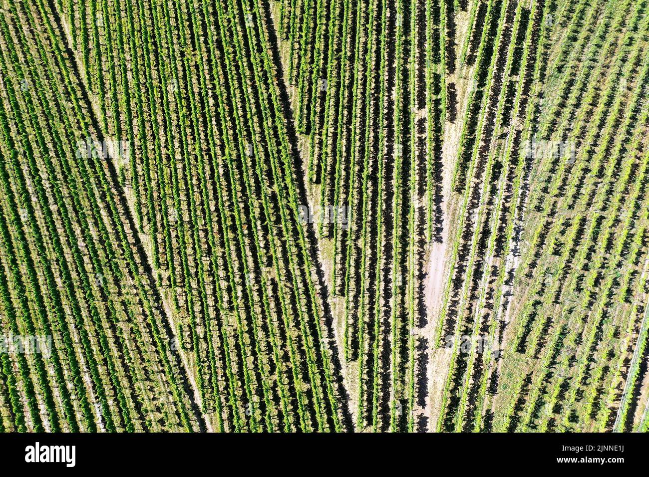 Vineyard bird's eye view, vineyard with paths Stock Photo - Alamy