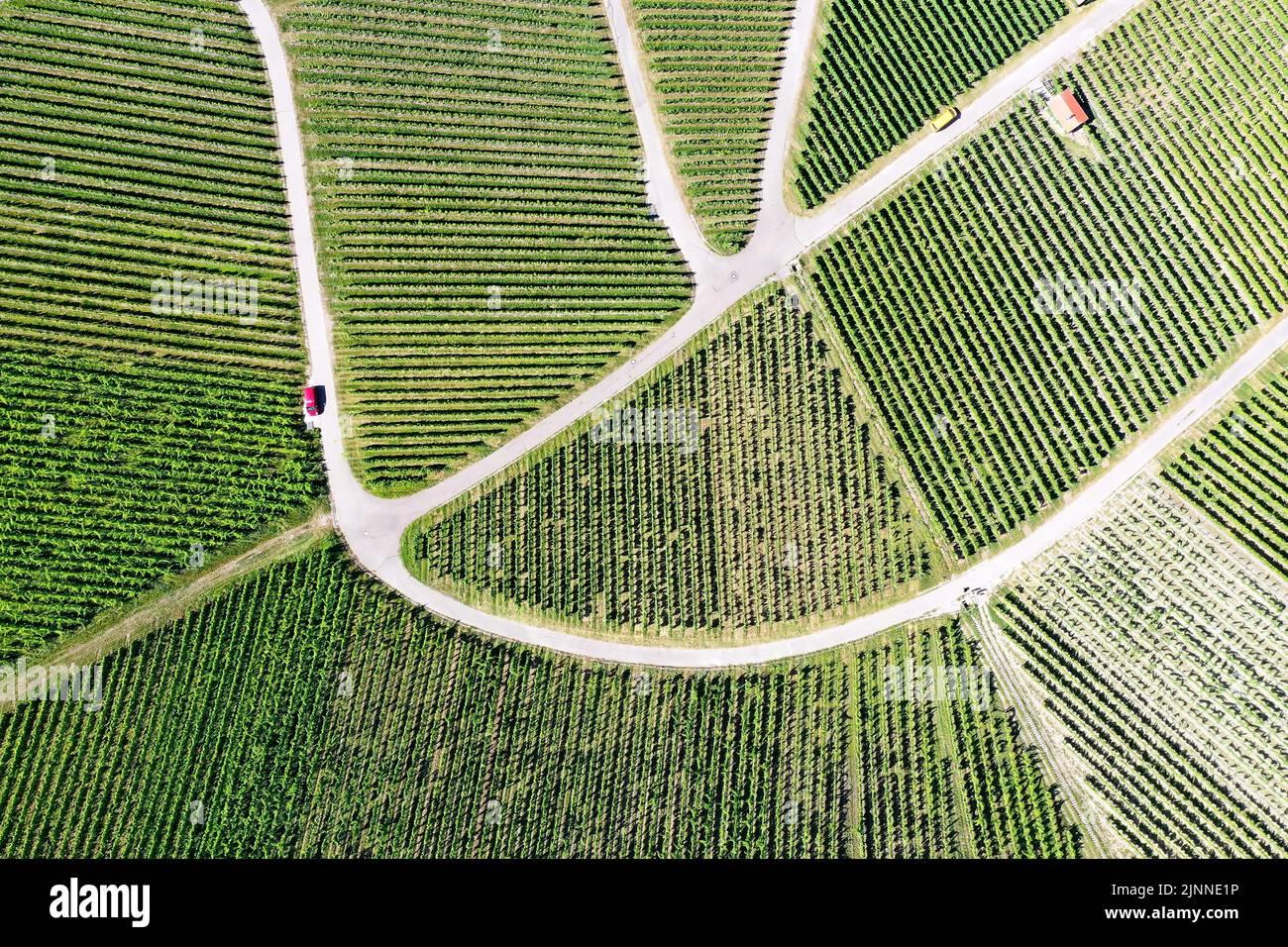 Vineyard bird's eye view, vineyard with paths Stock Photo - Alamy
