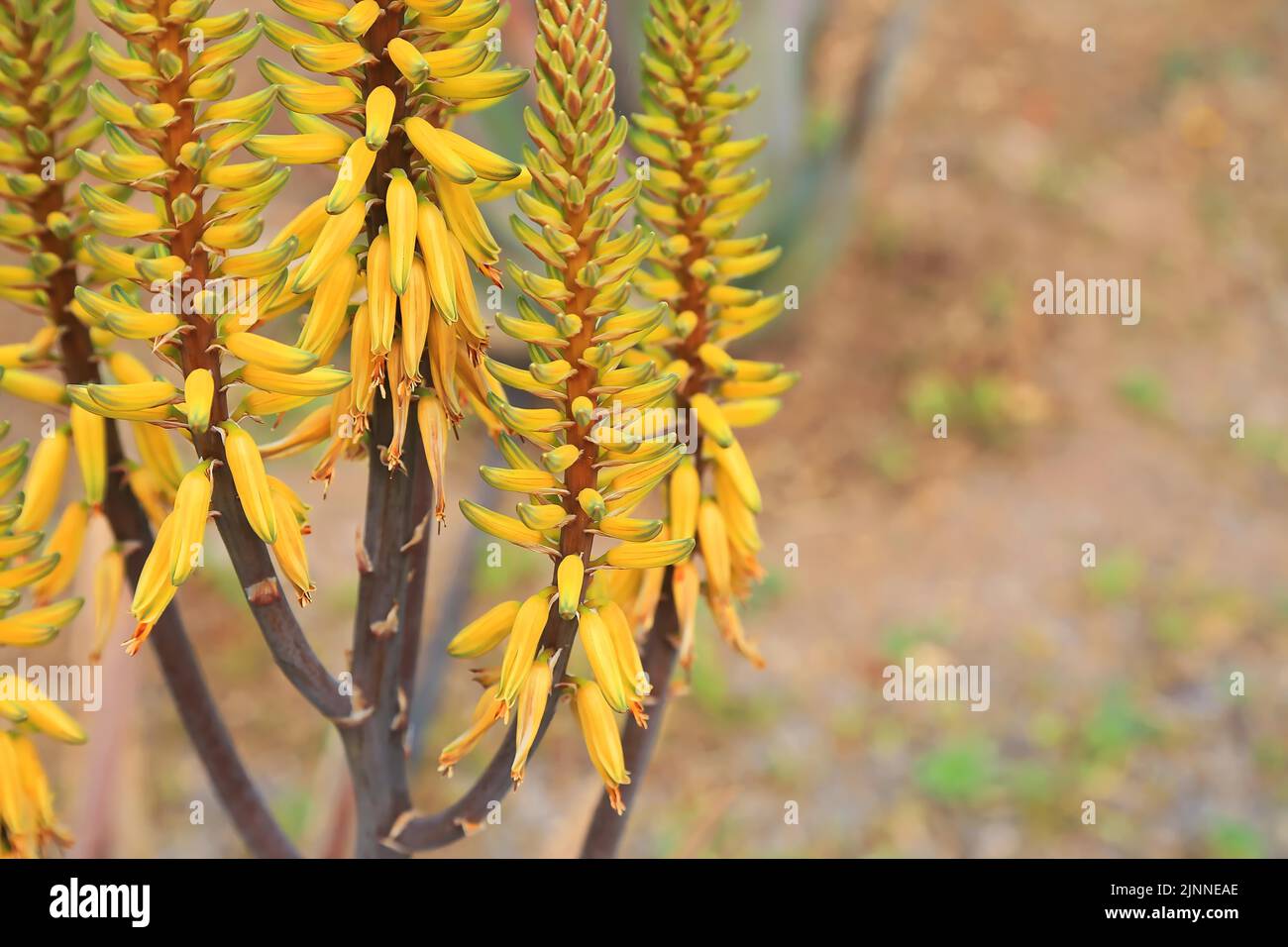 Aloe vera aloe vera inflorescence hi-res stock photography and images ...