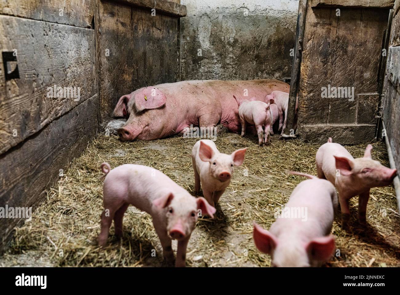 Pig species hi-res stock photography and images - Alamy