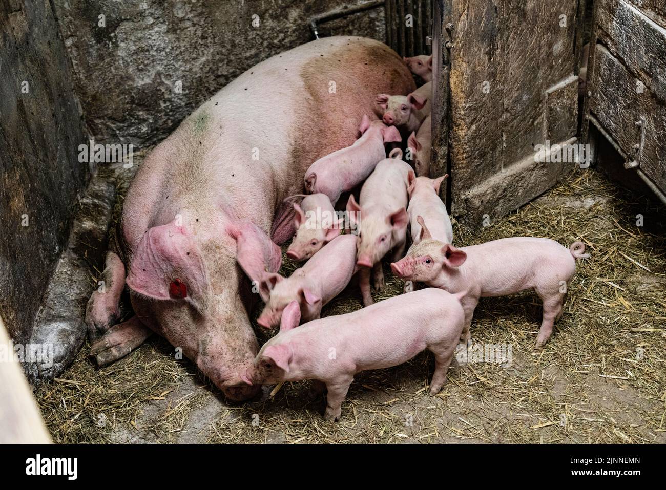 Farm animal species hi-res stock photography and images - Alamy