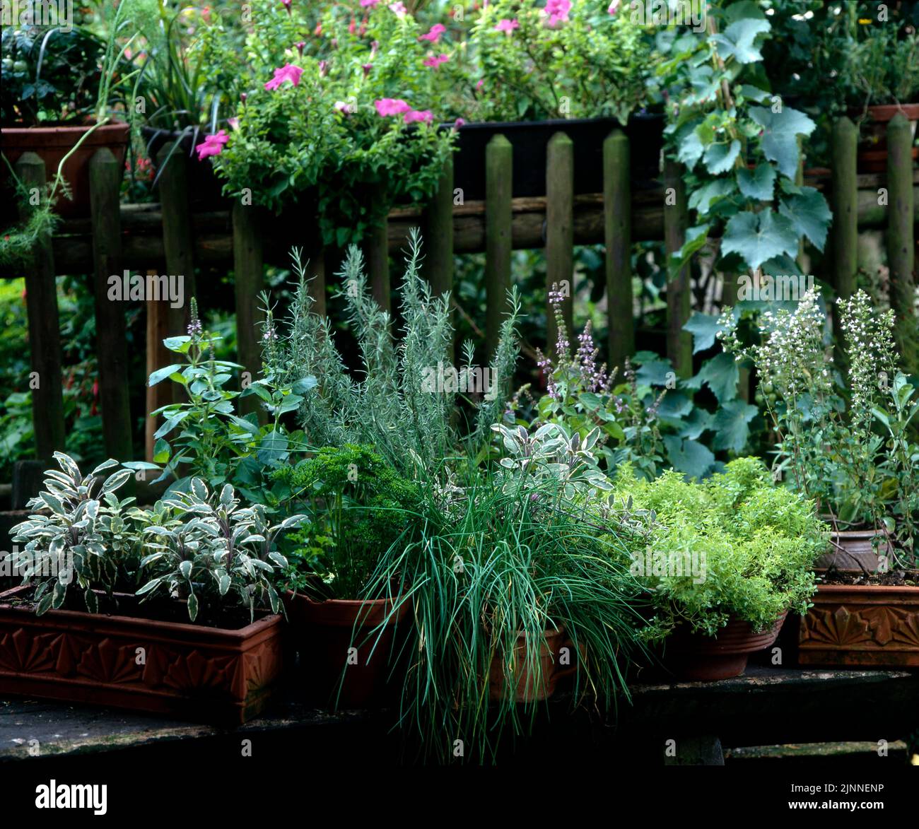 Potted basils hi-res stock photography and images - Alamy