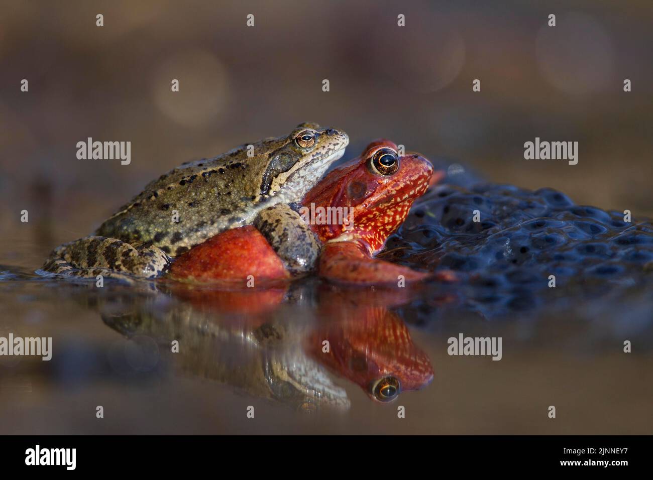 Common frog (Rana temporaria), pair in amplexus between spawning pads ...