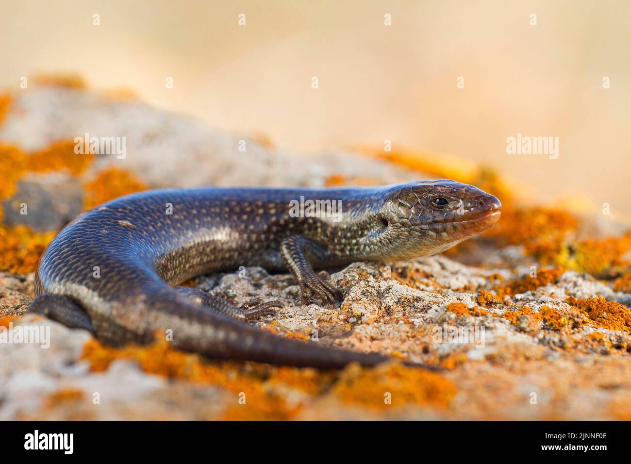 Skink spain hi-res stock photography and images - Alamy