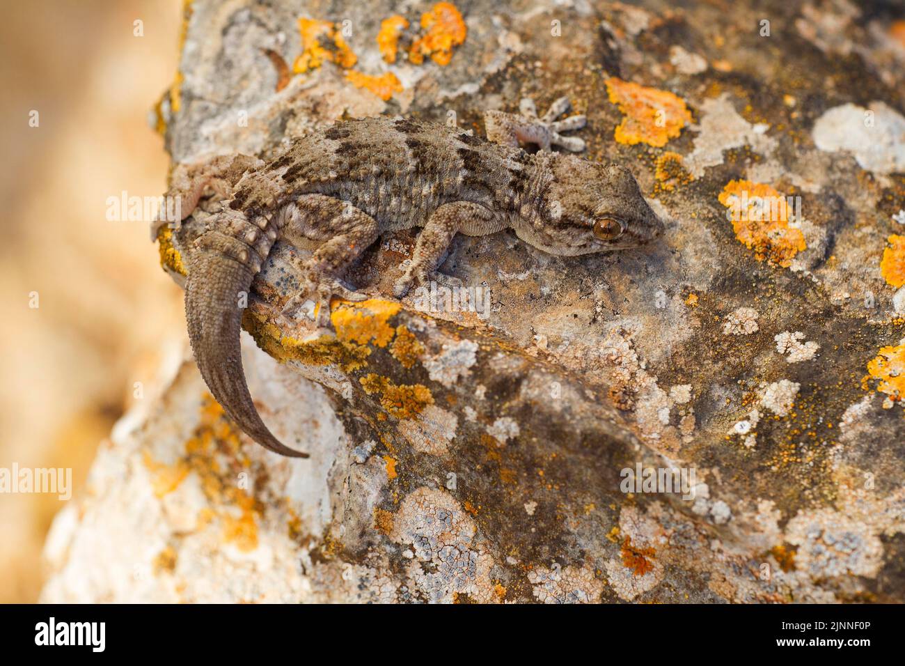 East canary gecko (Tarentola angustimentalis), Fuerteventura, Spain ...