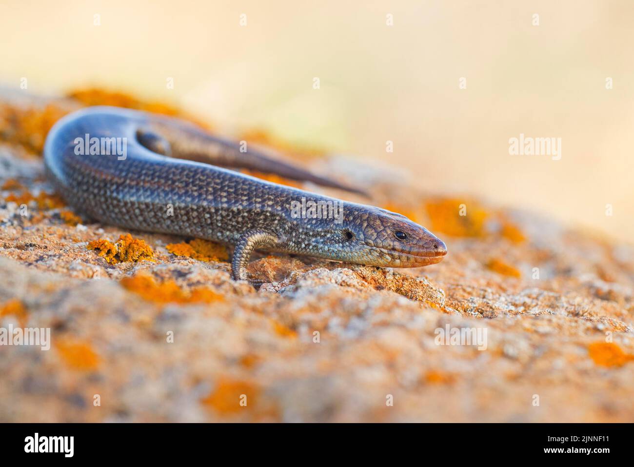 Simonyi hi-res stock photography and images - Alamy