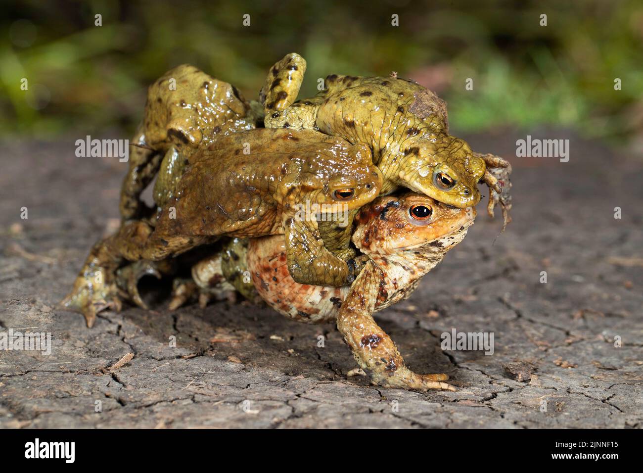 Common toads (Bufo bufo), clump of several clinging common toad males ...