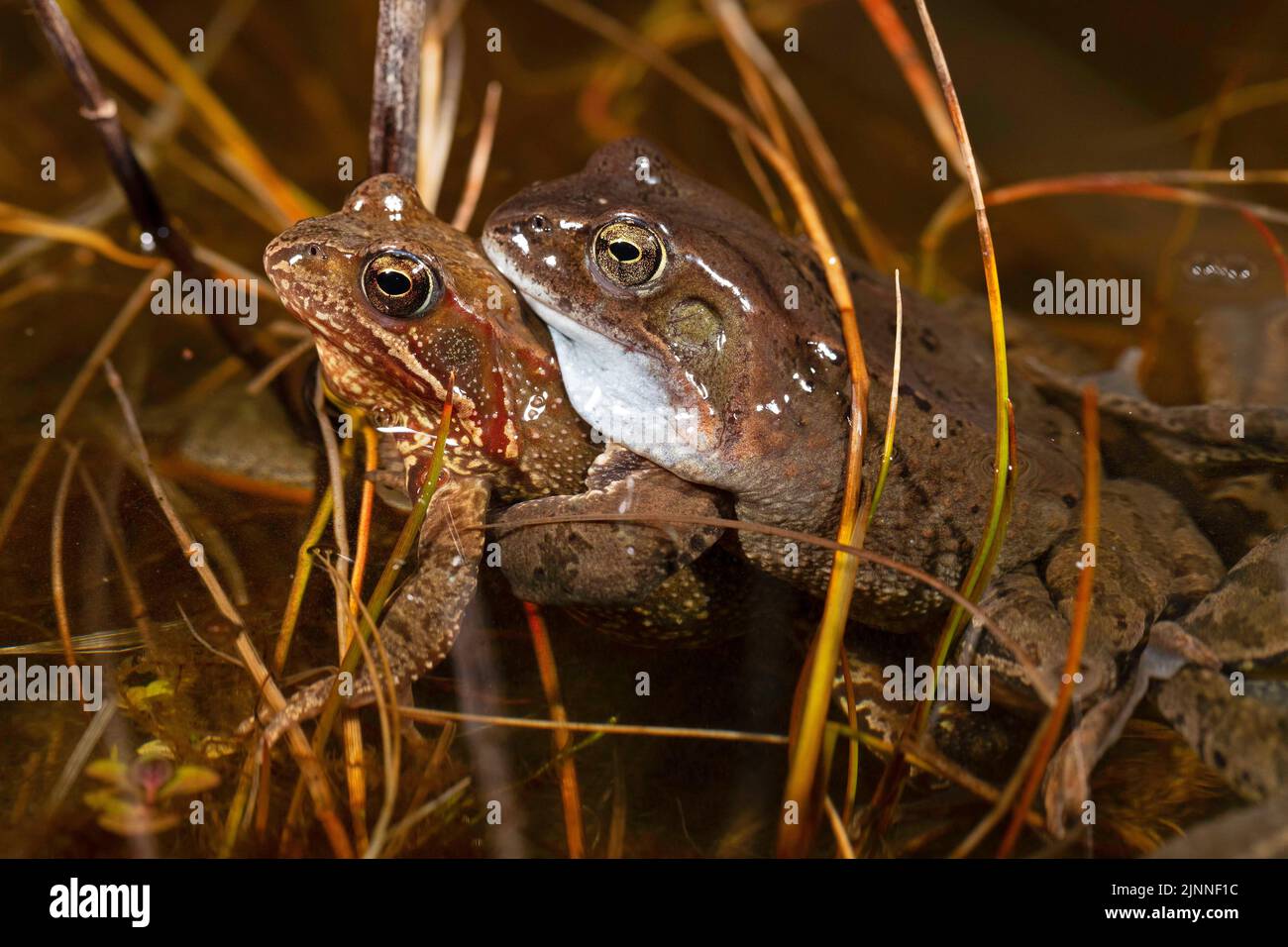 Common frog (Rana temporaria), pair in amplexus, Thuringia, Germany ...