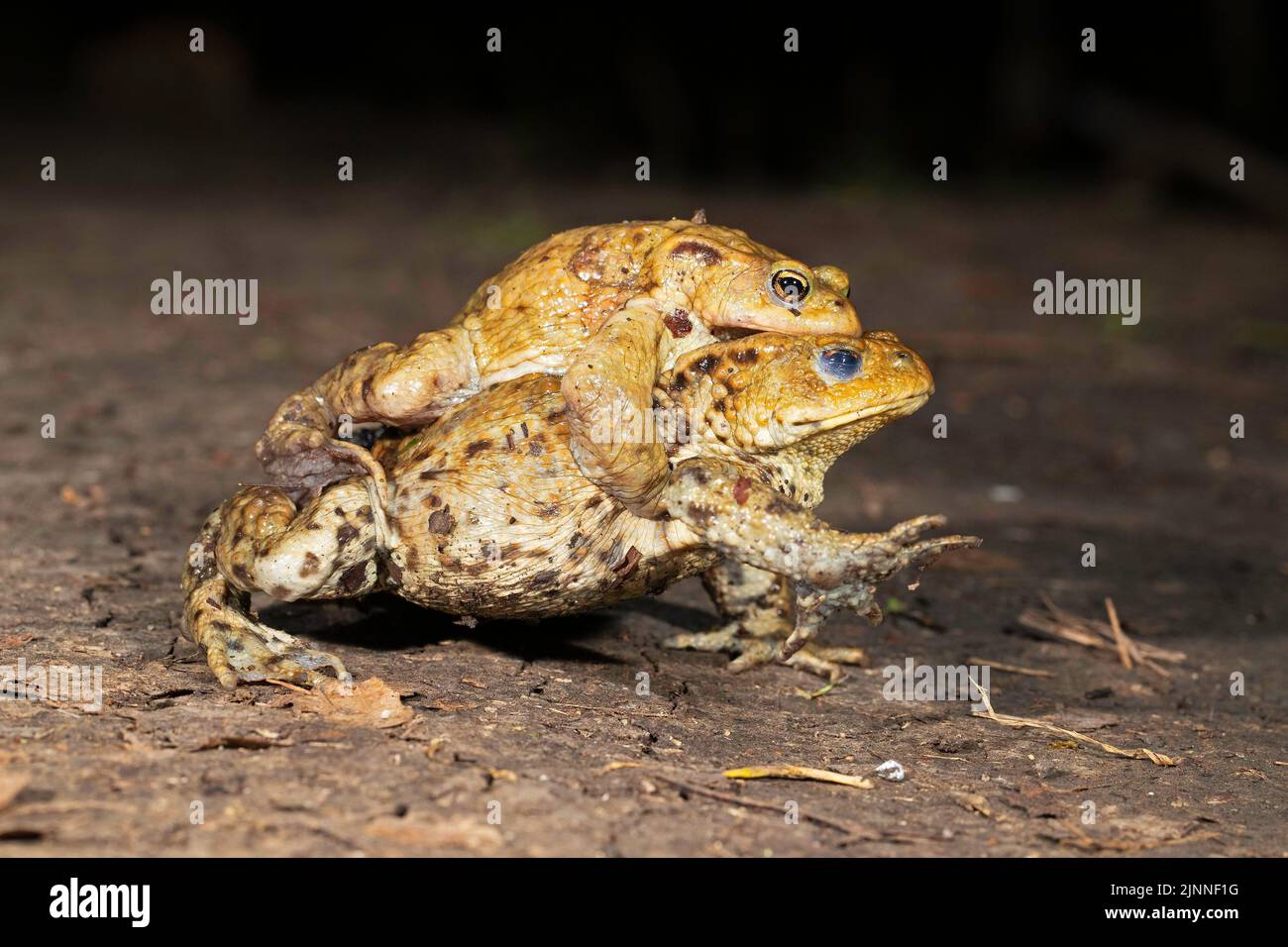 Common toad (Bufo bufo), pair in amplexus, toad migration, Thuringia ...