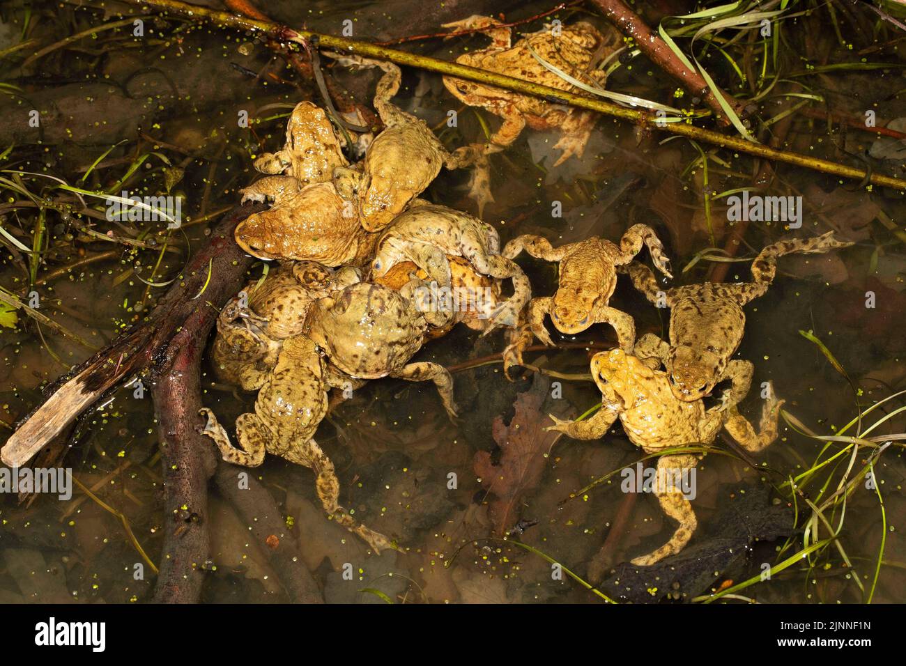 Common toads (Bufo bufo), clump of several clinging common toad males ...