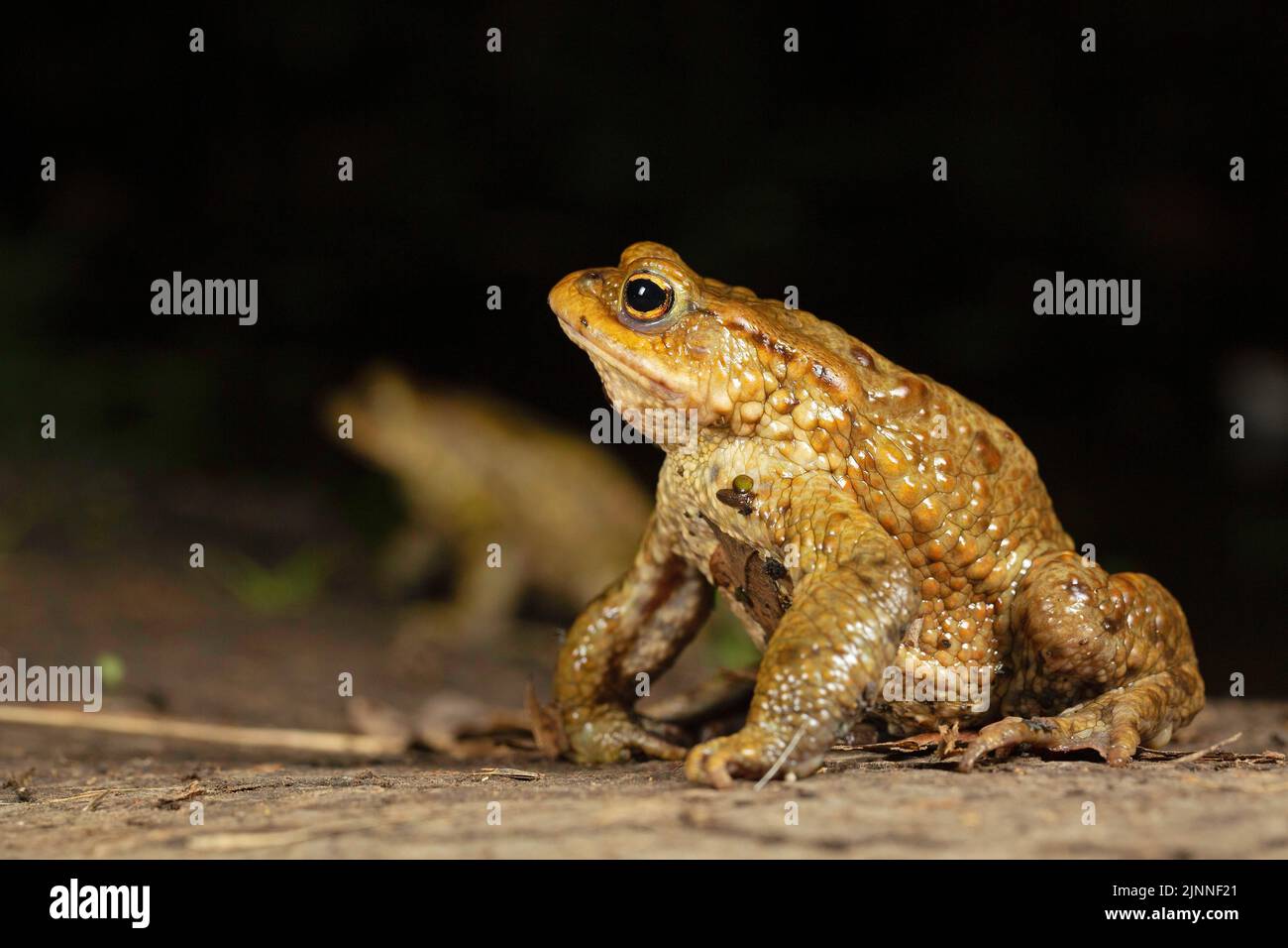 Common toad (Bufo bufo), Toad migration, Thuringia, Germany Stock Photo ...