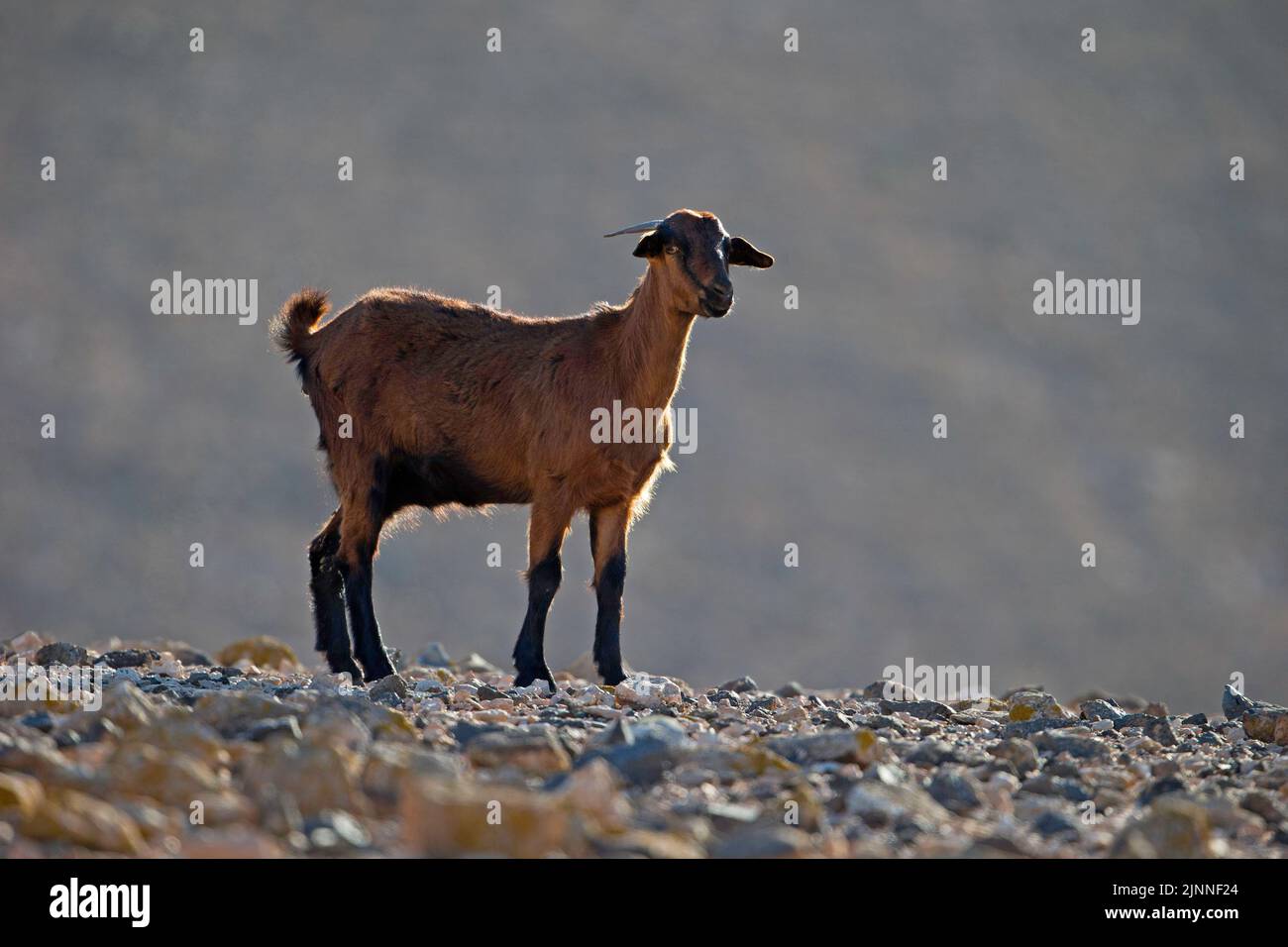 Domestic goat (Capra aegagrus hircus), Fuerteventura, Spain Stock Photo ...
