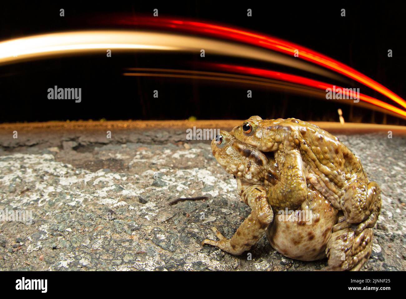 Common toad (Bufo bufo), pair in amplexus in front of crossing a road ...