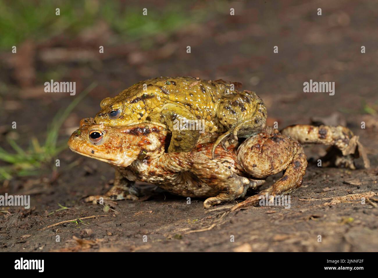Common toad (Bufo bufo), pair in amplexus, toad migration, Thuringia ...
