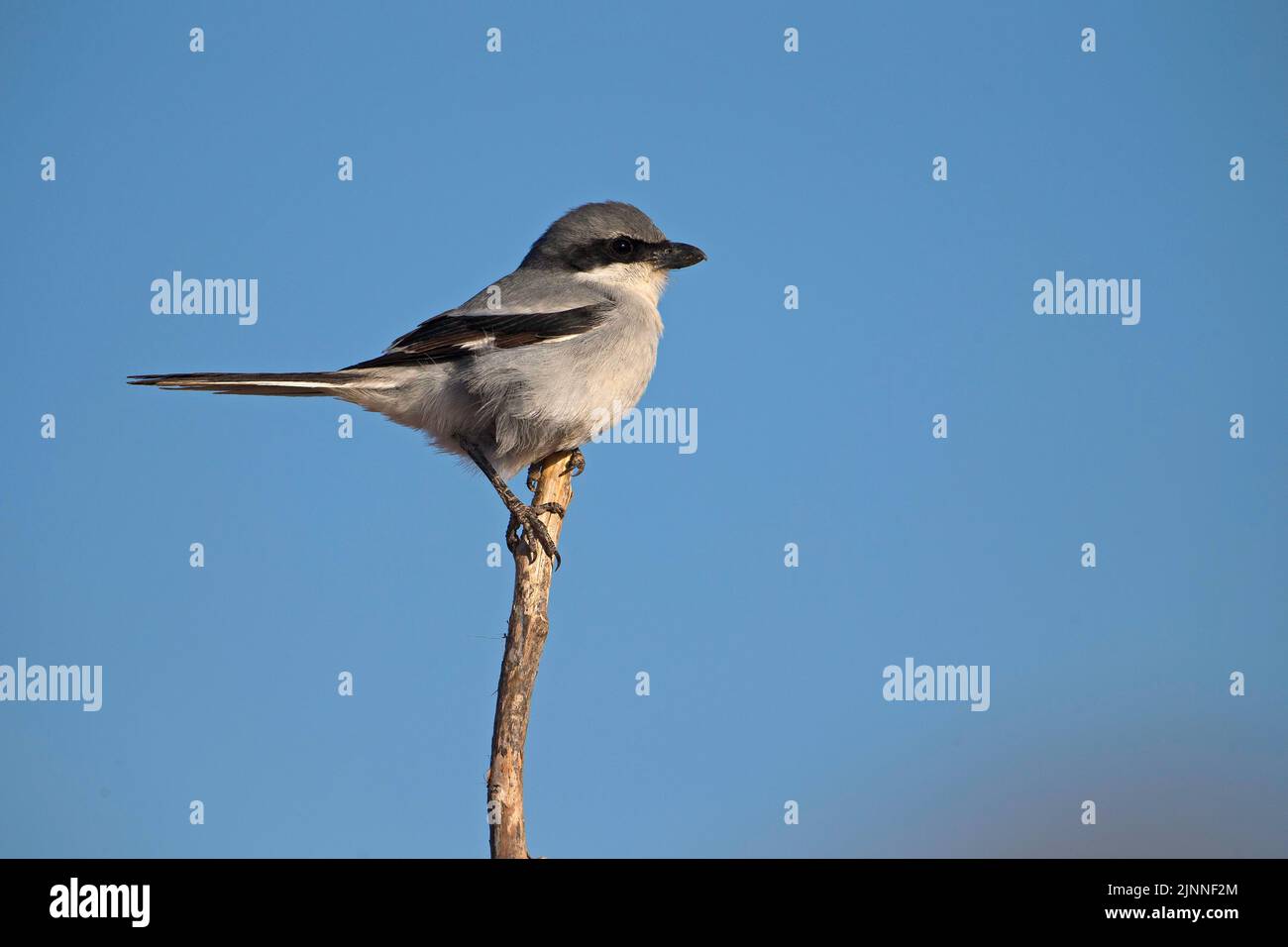 Great Grey Shrike (Lanius excubitor koenigi), Fuerteventura, Spain ...