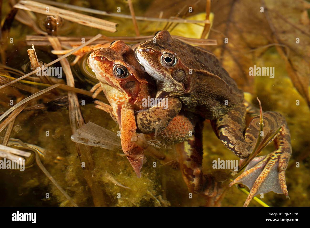 Common frog (Rana temporaria), pair in amplexus, Thuringia, Germany ...