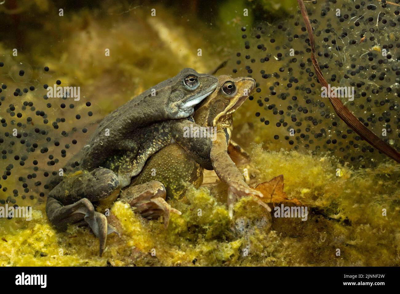 Common frog (Rana temporaria), pair in amplexus on water bottom between ...