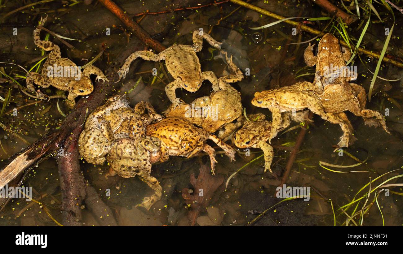 Common toads (Bufo bufo), clump of several clinging common toad males ...