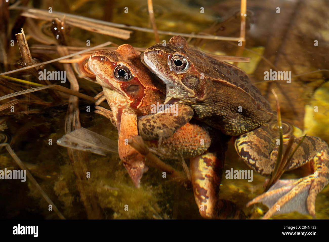 Common frog (Rana temporaria), pair in amplexus, Thuringia, Germany ...