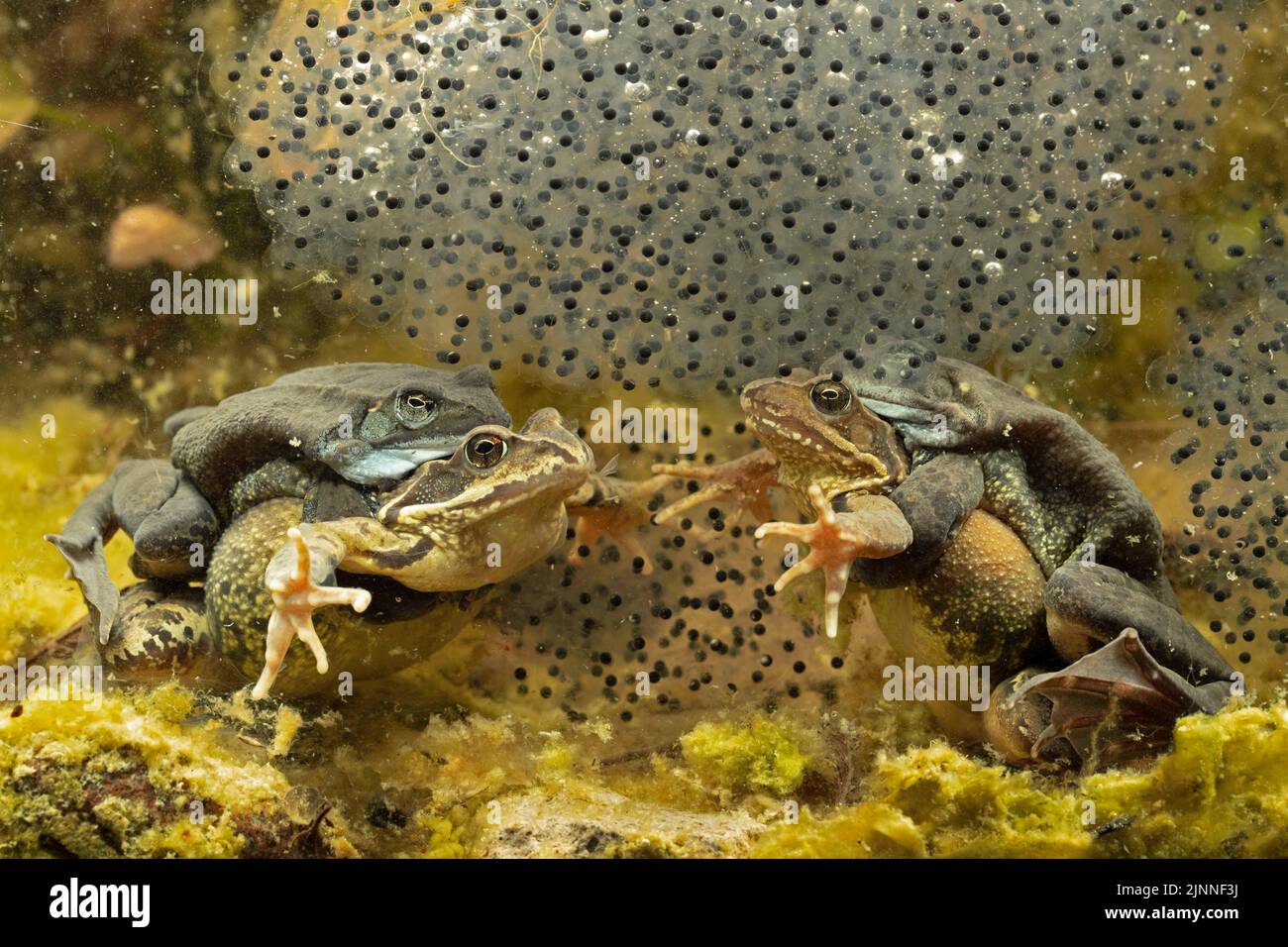 Common frog (Rana temporaria), two pairs in amplexus on water bottom ...