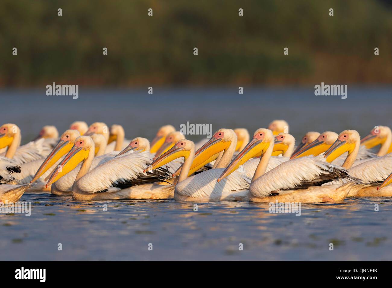 Great white pelican (Pelecanus onocrotalus), group swimming, Danube ...