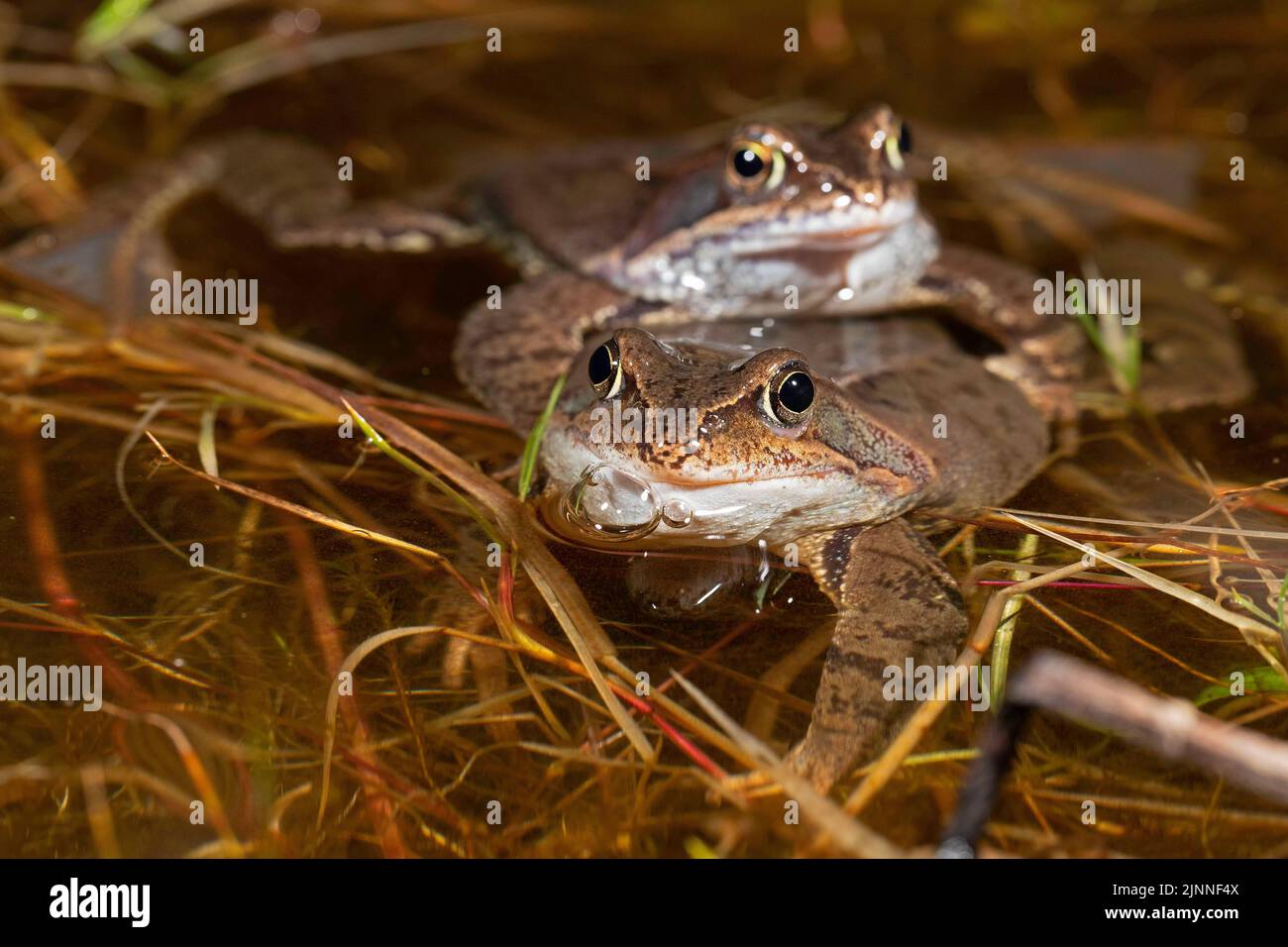 Mating display frog hi-res stock photography and images - Alamy