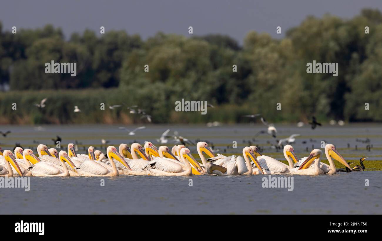 Great white pelican (Pelecanus onocrotalus), flock fishing, Danube ...