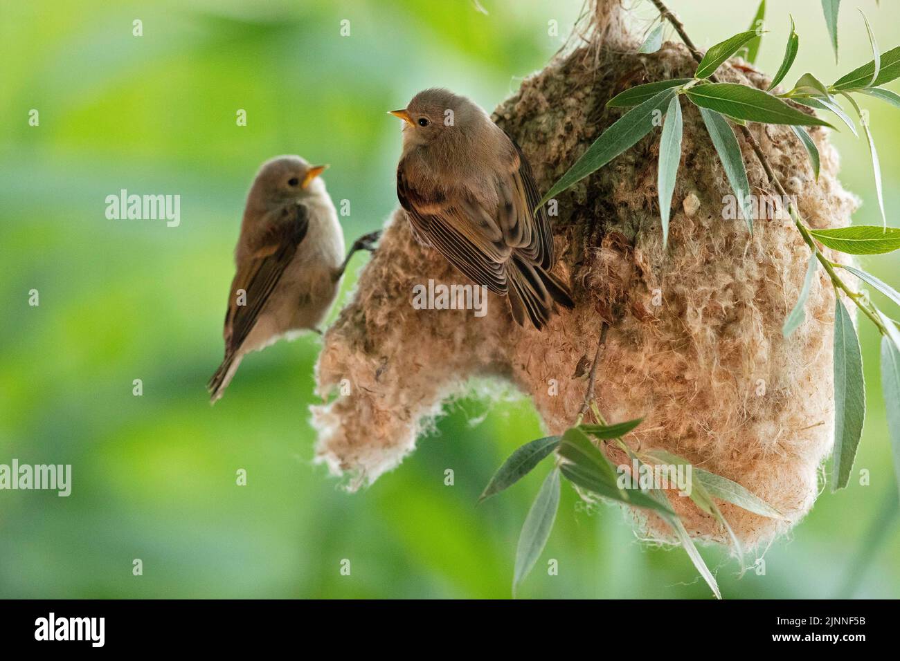 Eurasian penduline tit (Remiz pendulinus) fledglings at the nest in ...