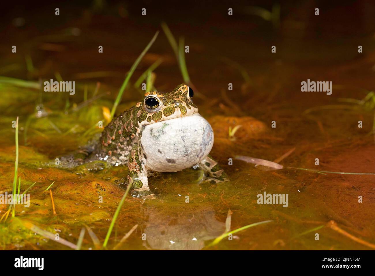 European green toad (Bufo viridis), mating male with inflated bell ...