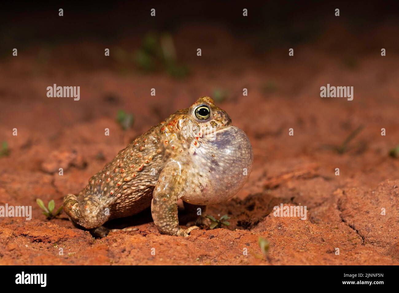 Natterjack toad (Epidalea calamita), mating male with inflated bell ...