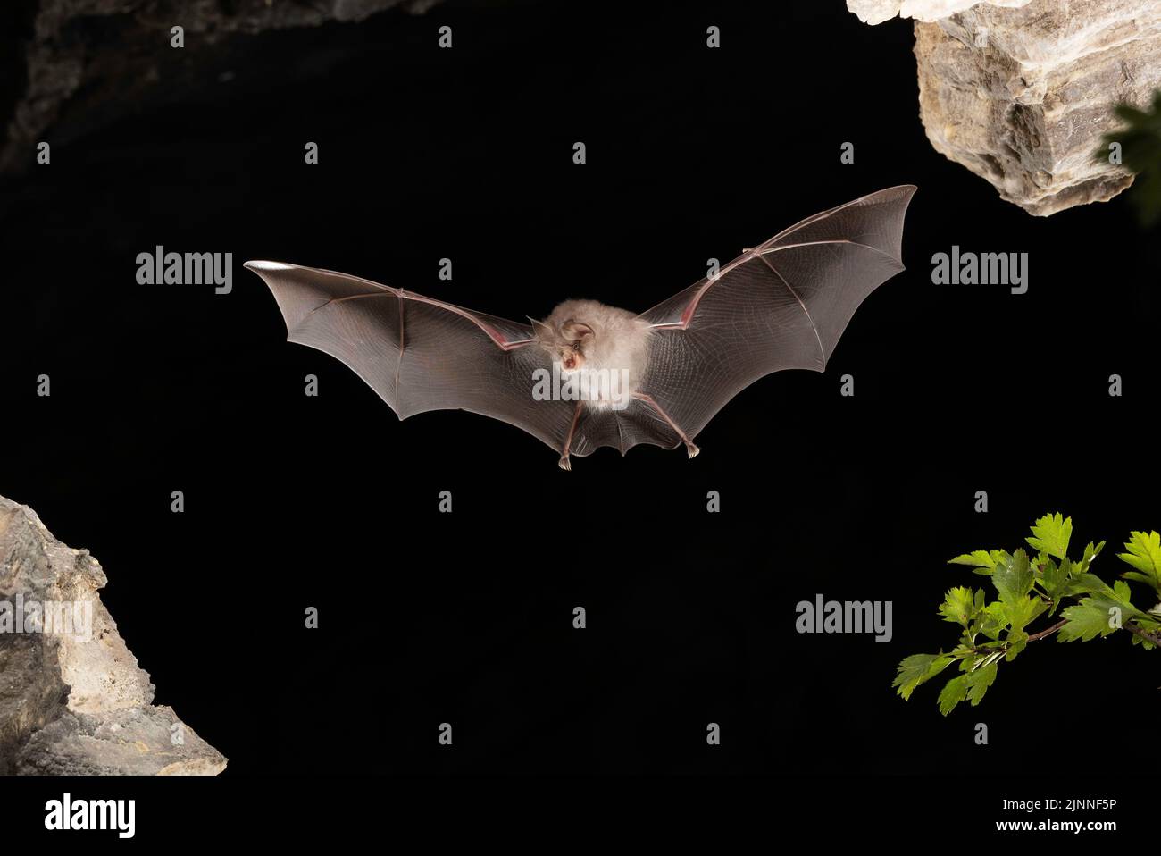 Lesser horseshoe bat (Rhinolophus hipposideros), young in flight, bat ...