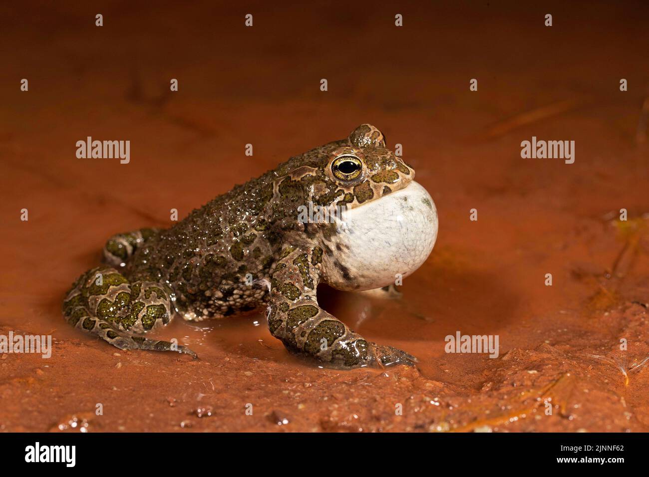European green toad (Bufo viridis), mating male with inflated bell ...