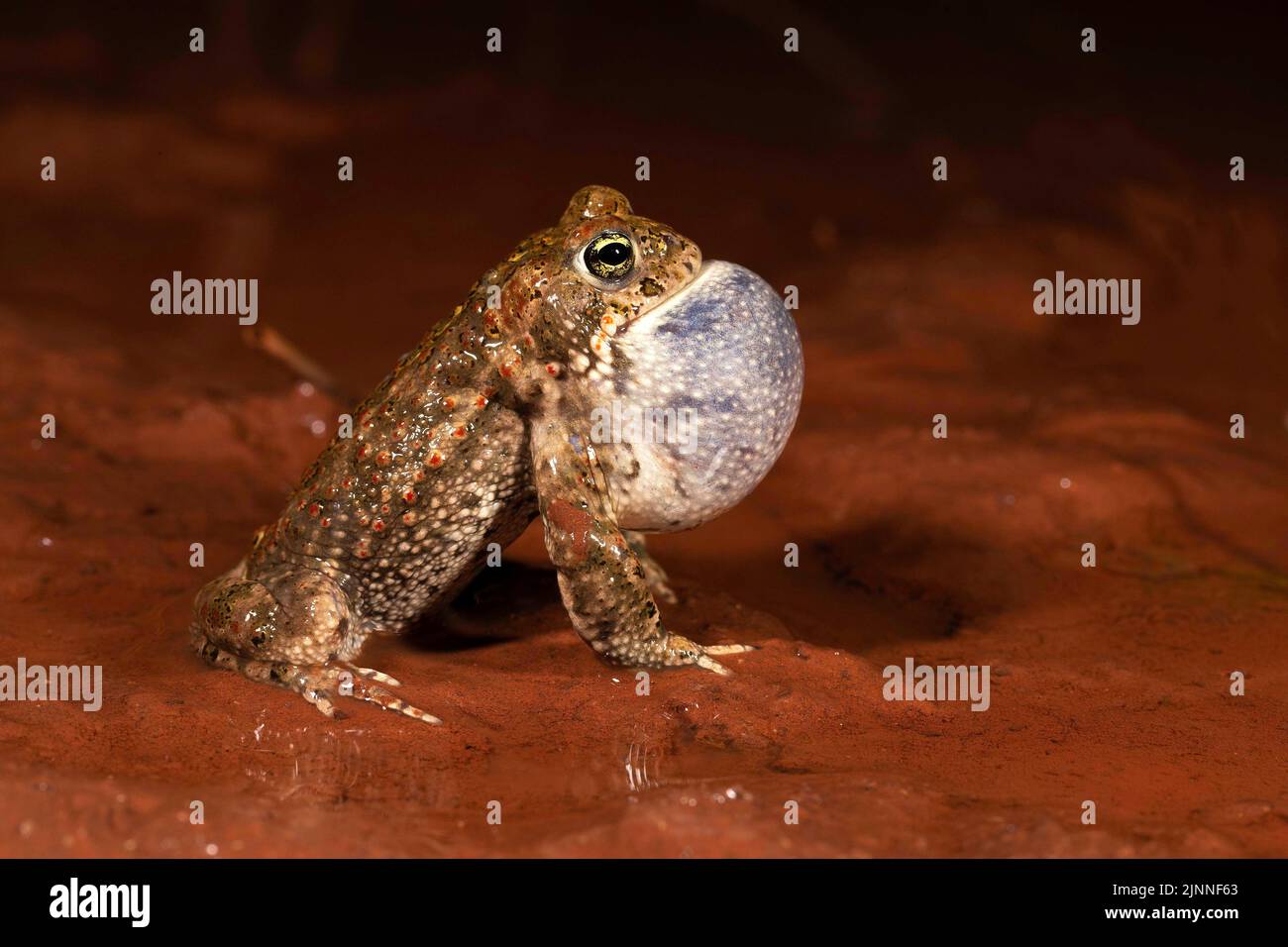 Natterjack toad (Epidalea calamita), mating male with inflated bell ...
