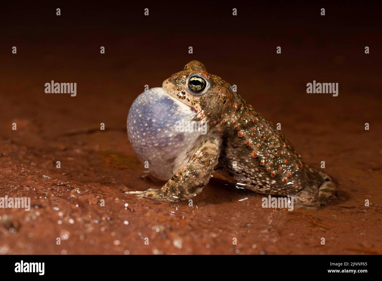 Natterjack toad (Epidalea calamita), mating male with inflated bell ...