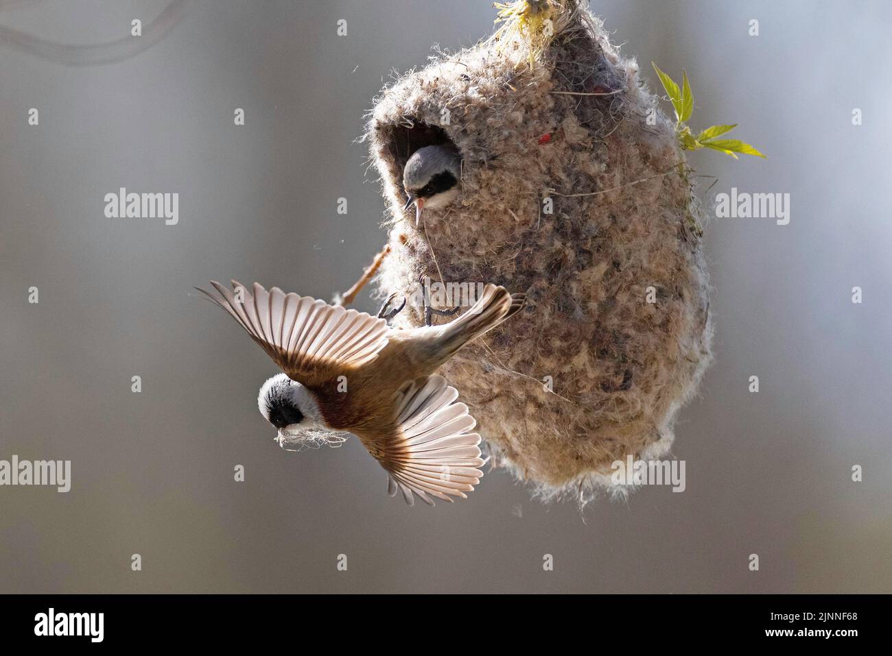Eurasian penduline tit (Remiz pendulinus), male courts with nesting ...