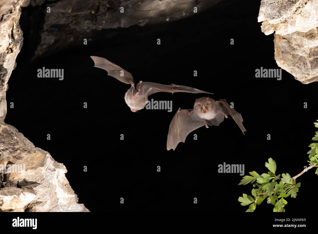 Lesser horseshoe bat (Rhinolophus hipposideros) in flight, bat ...