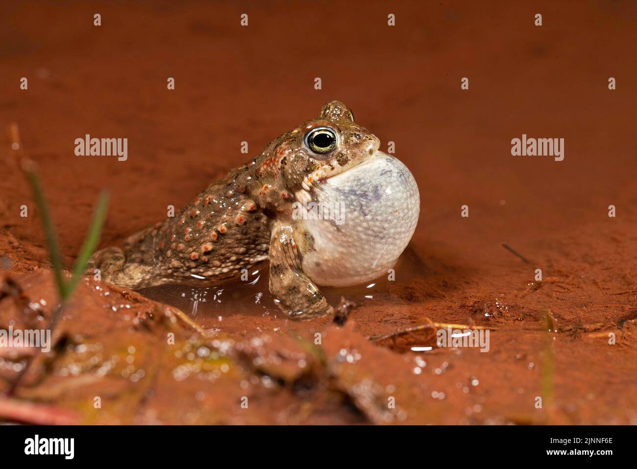 Natterjack toad (Epidalea calamita), mating male with inflated bell ...
