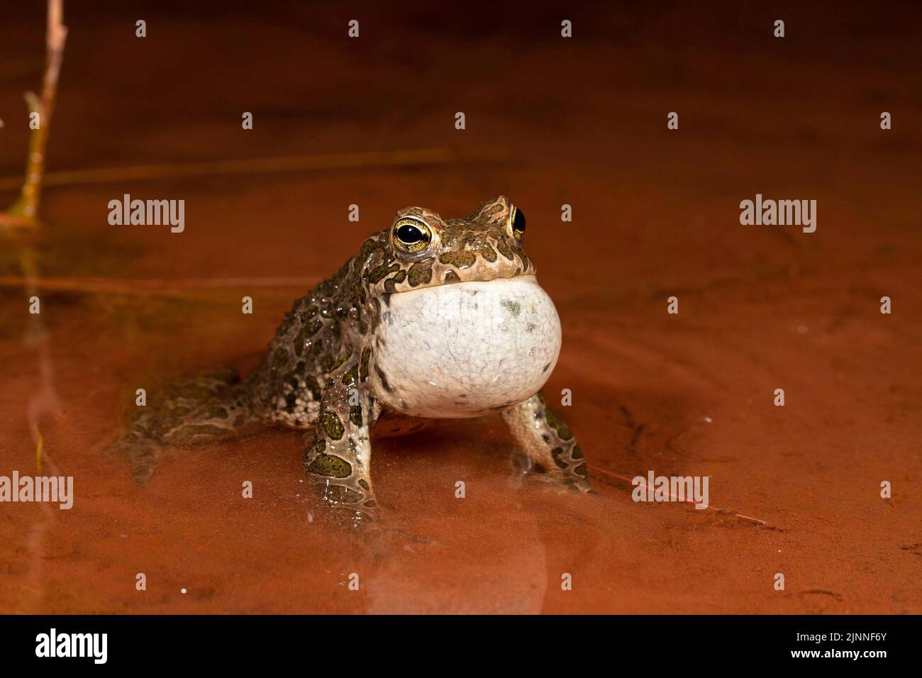European green toad (Bufo viridis), mating male with inflated bell ...