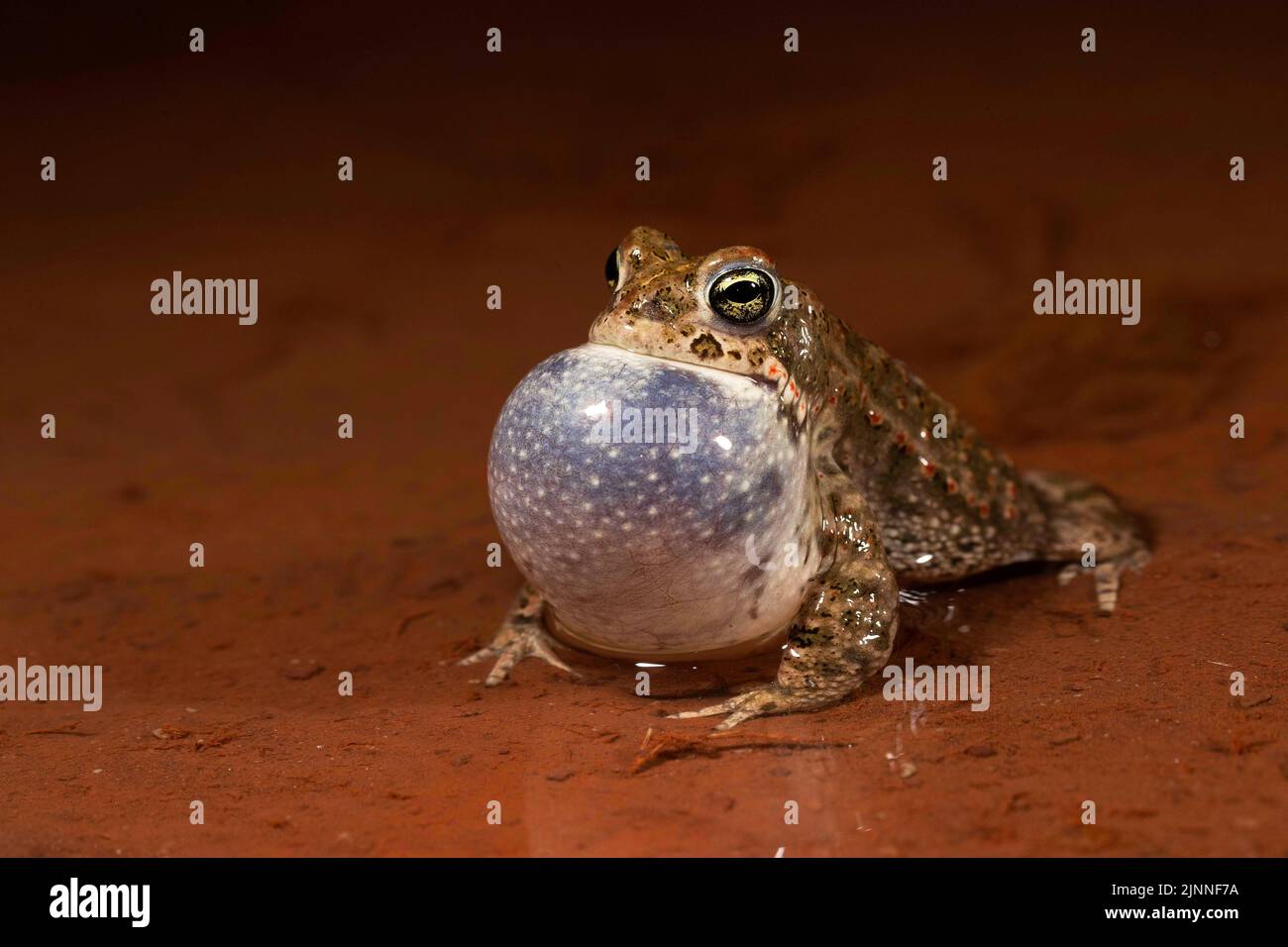Natterjack toad (Epidalea calamita), mating male with inflated bell ...