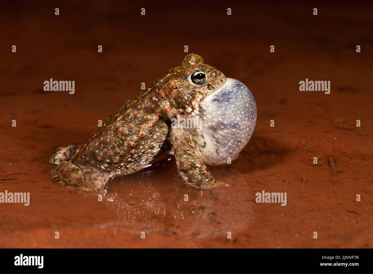 Natterjack toad (Epidalea calamita), mating male with inflated bell ...